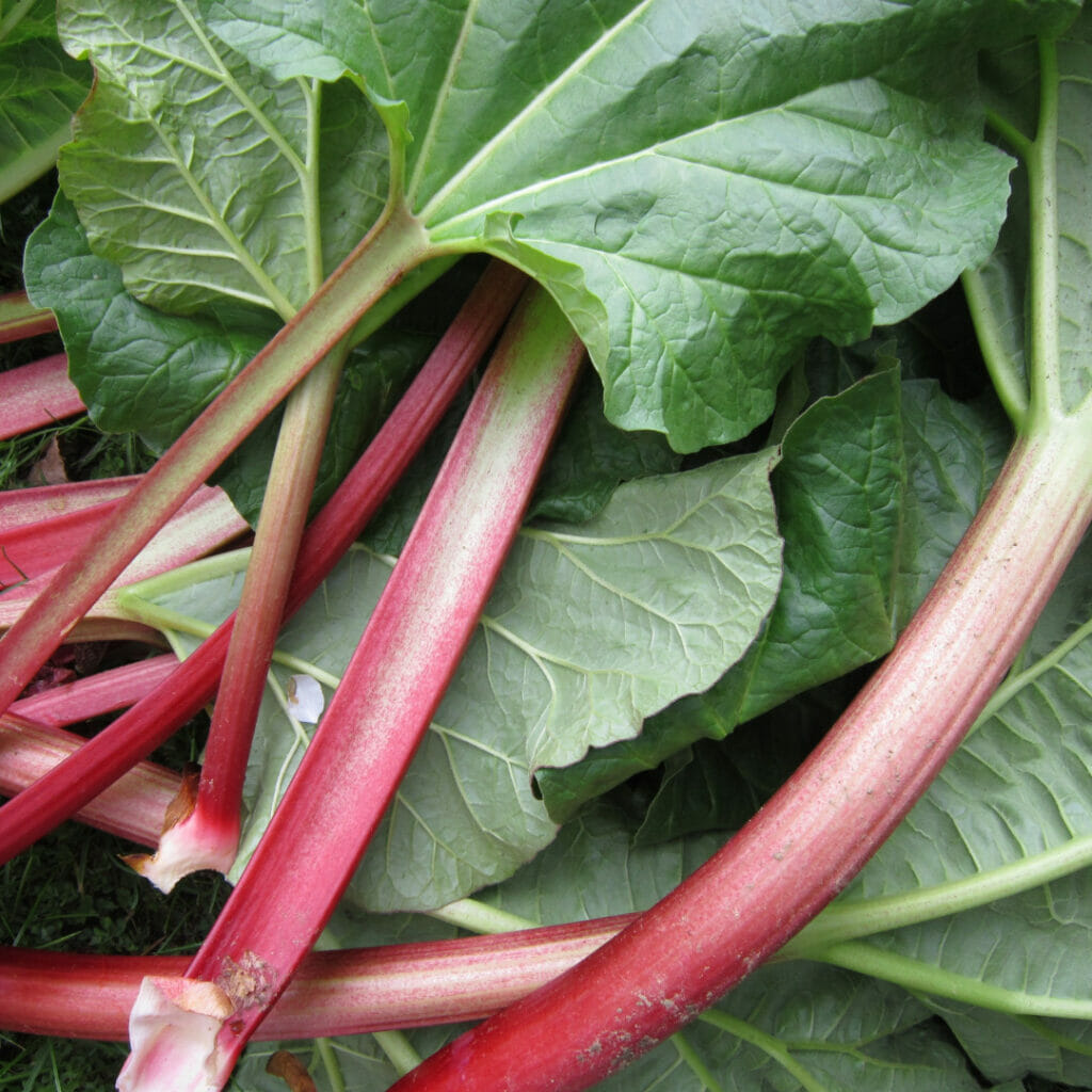 What Does Rhubarb Taste Like? - The Rusty Spoon