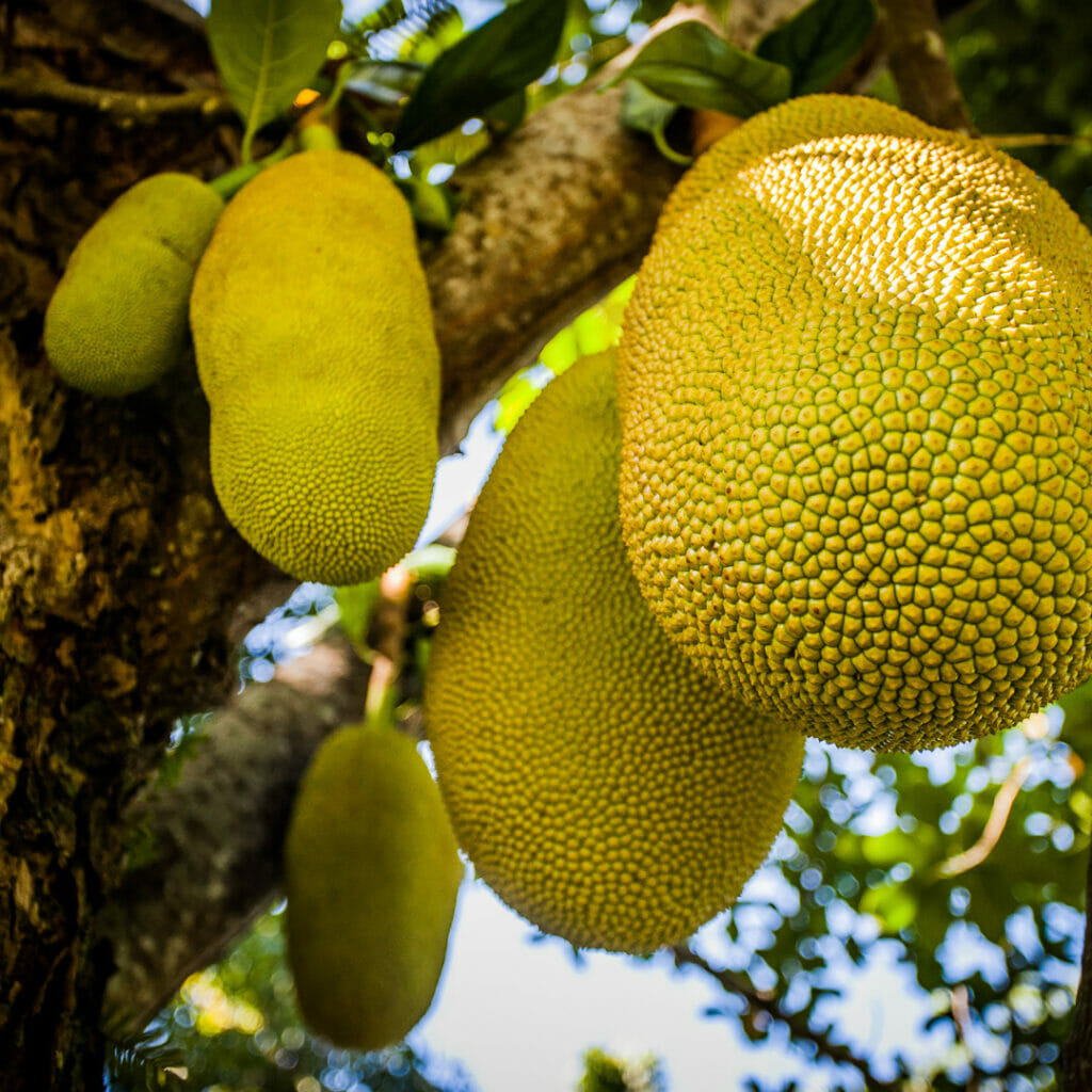 What Does Jackfruit Taste Like - The Rusty Spoon