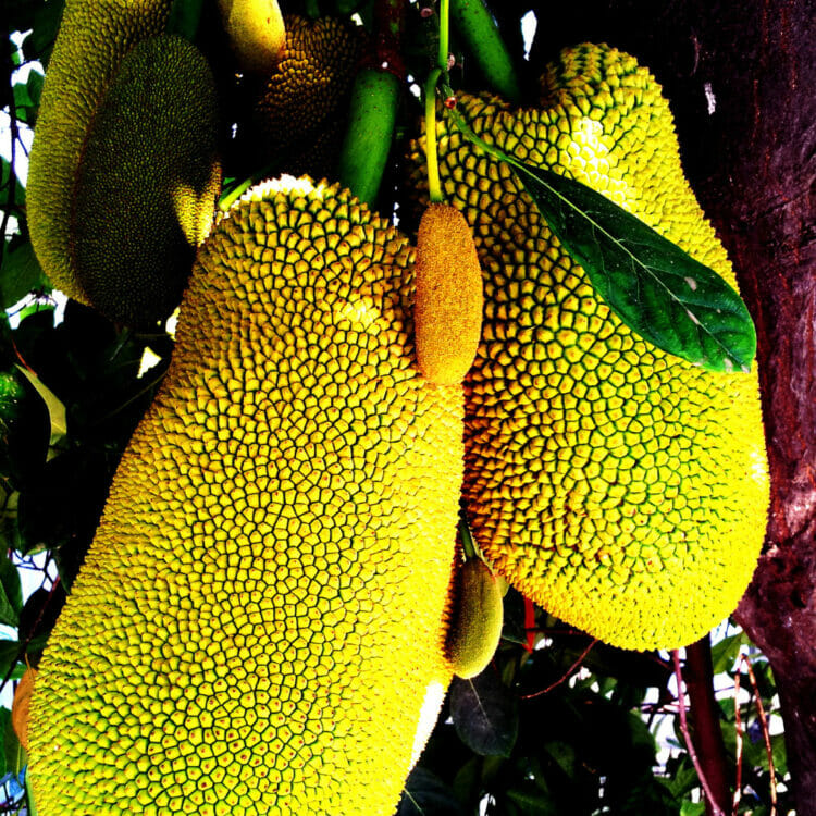 What Does Jackfruit Taste Like - The Rusty Spoon