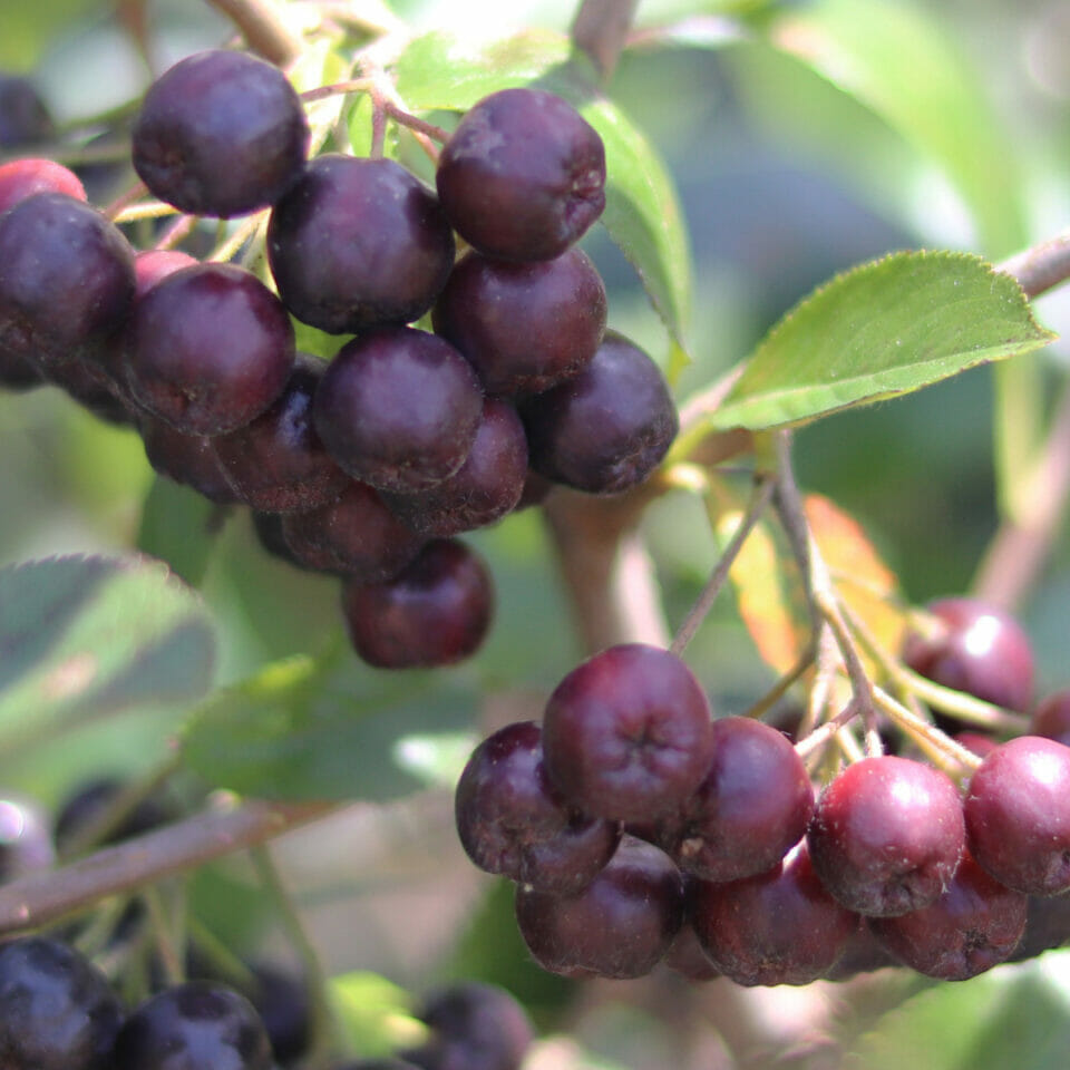 What Is Acai Berry? What Is Acai Berry Taste Like? - The Rusty Spoon