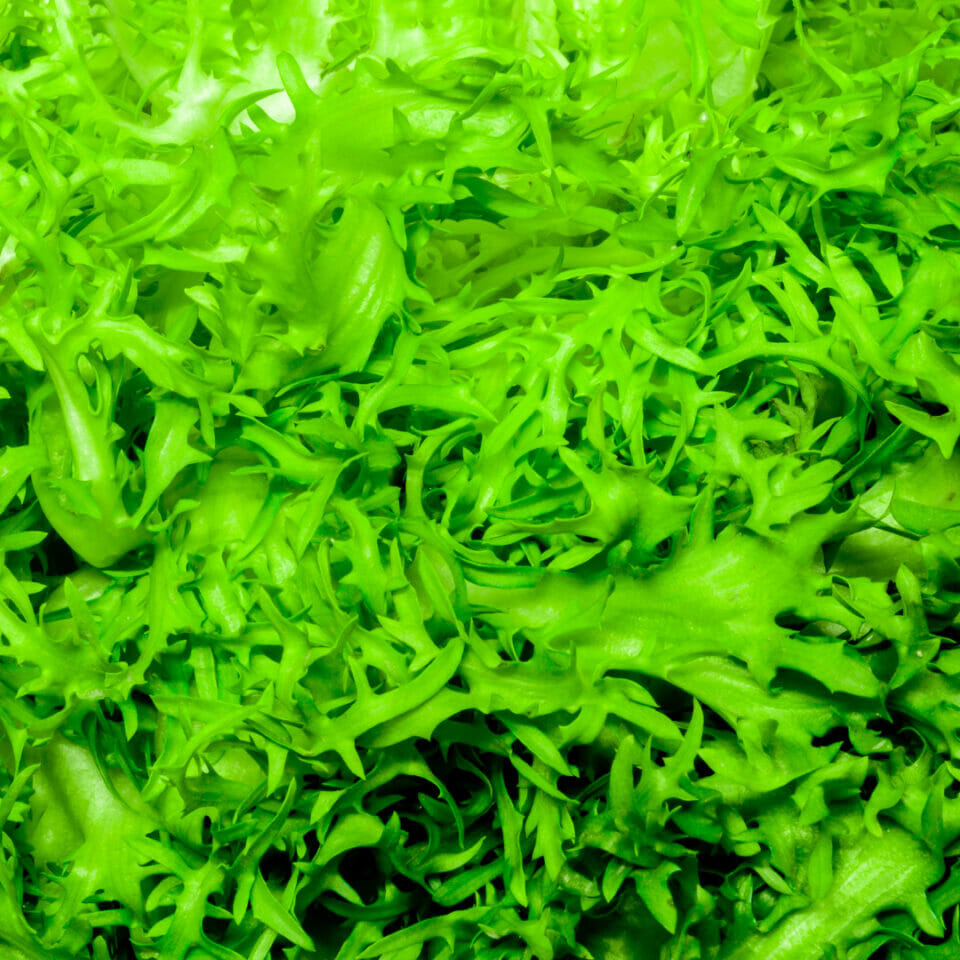 What Is Escarole? What Does Escarole Taste Like? - The Rusty Spoon