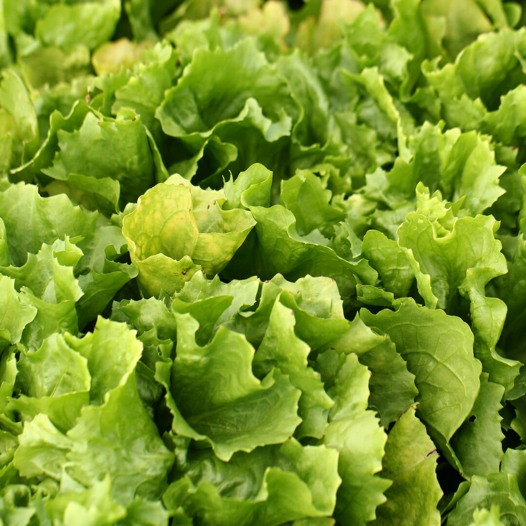 What Is Escarole? What Does Escarole Taste Like? - The Rusty Spoon